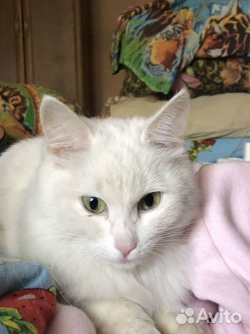 Кошка