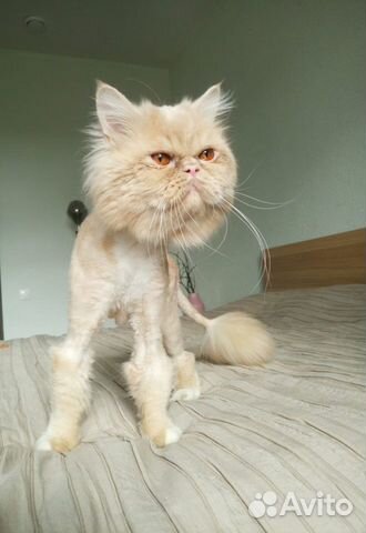 Кот Лео ищет семью