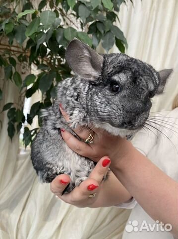 Шиншилла девочки с клеткой