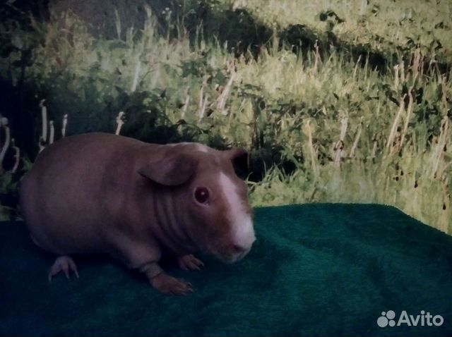 Вязка морская свинка скинни