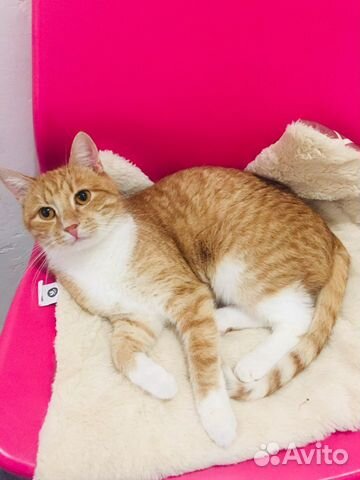 Рыжулькин котик в дар