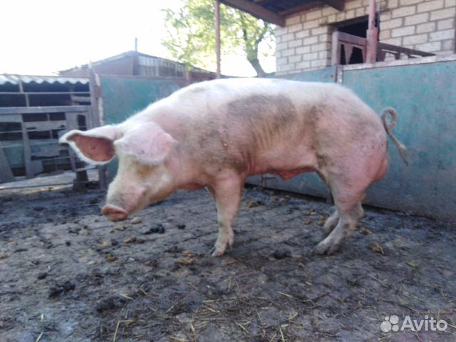 Продам хряка