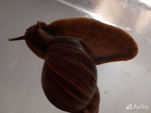 Улитка ахатина