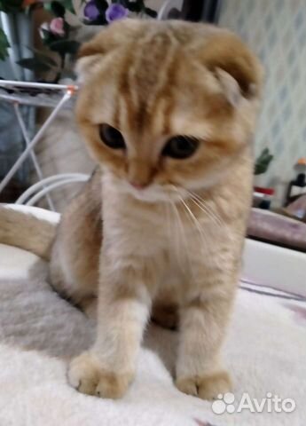 Шотландская вислоухая кошечка
