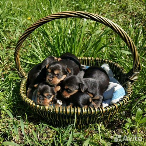 Щенки Йорка ищут дом