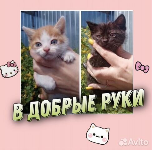 Кото-детки в добрые руки