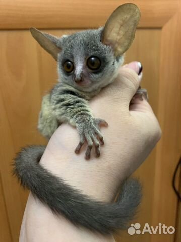 Малыш галаго