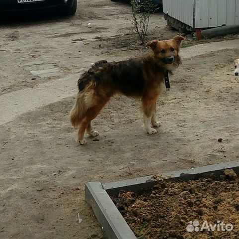 Мини колли дворняжка