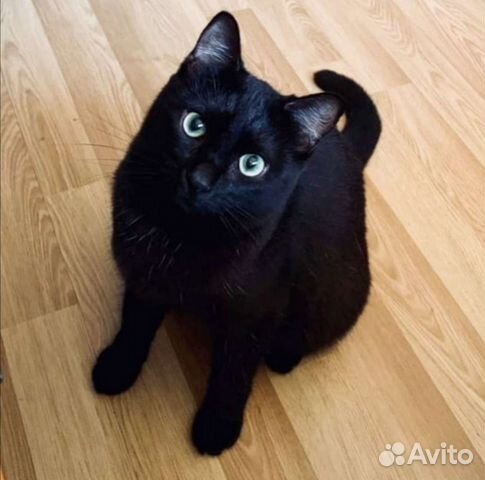 Кошка Готика 1 год, стерилизована