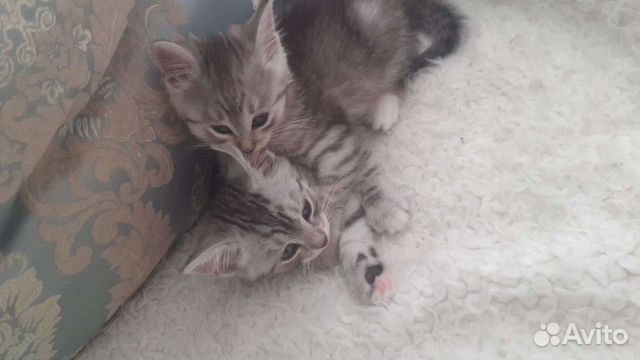 Котята 4 шт от веслоухой
