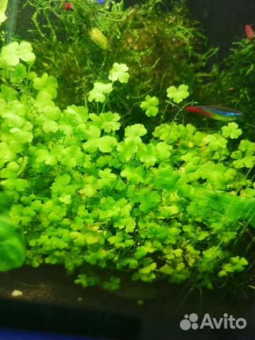 Аквариумное растение Гидрокотила