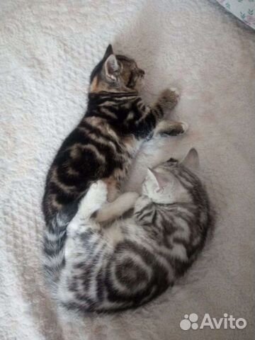 Очаровательные котята