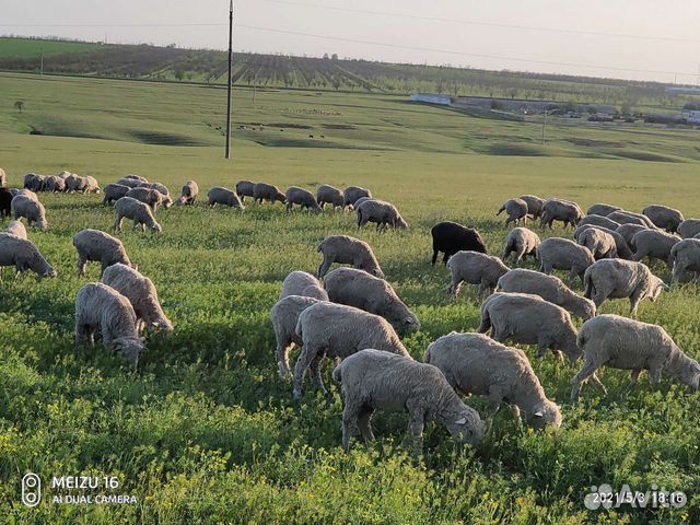 Бараны ягнята