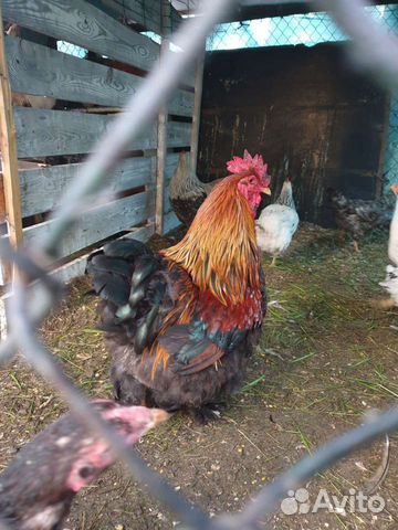 Куры и петухи