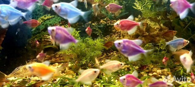 Тернеции 6 цветов