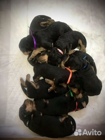 Щенки эрдельтерьера