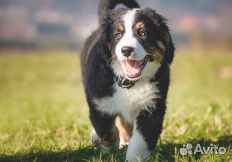 Бернский зенненхунд продаётся