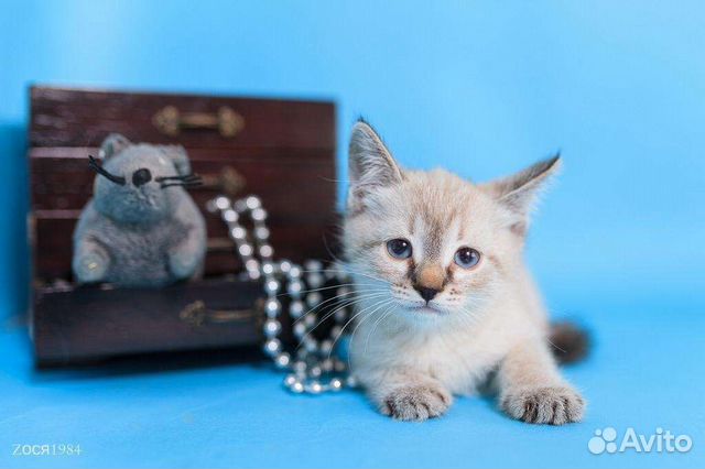 Котёнок малышка 1,5 мес. тайская в добрые ручки