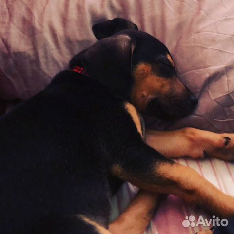 Митис щенок