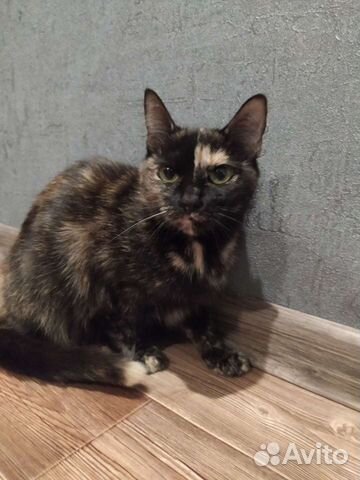 Отдам кошку в добрые руки