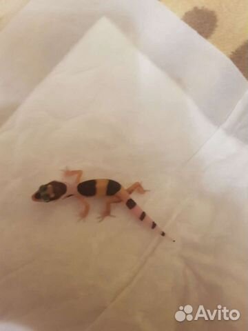 Зублефар самцы