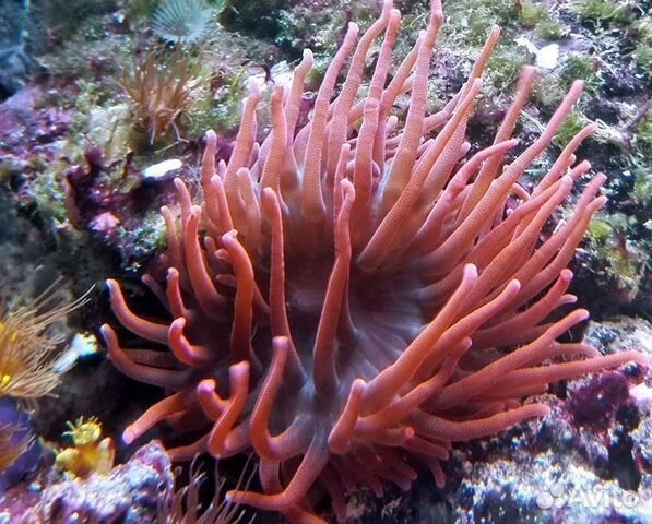 Морские аквариумные рыбки и кораллы