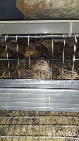 Перепела Эстонцы