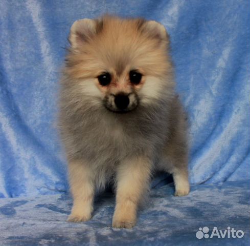 Кремовая девочка шпиц