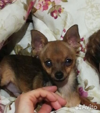 Вязка мини той-терьер. Приглашаем на вязку тойчику