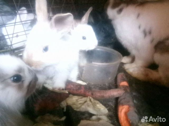 Кролик "бабочка*