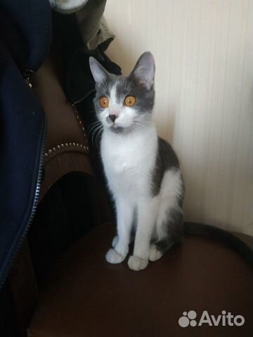 Подарите котейке дом