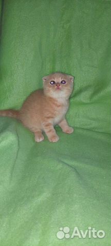 Продаются шотландские котята