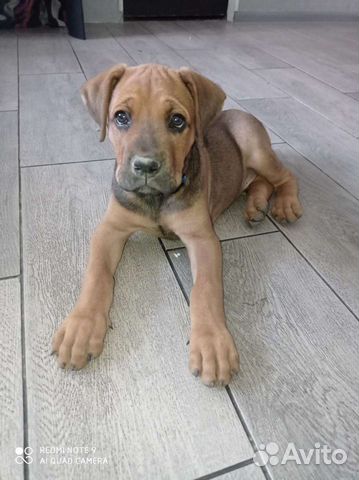 Щенок доберман-боксер