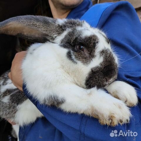 Кролик французкий баран