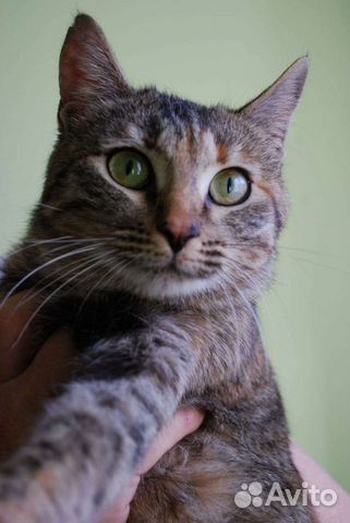 Метис с европейской ищет дом