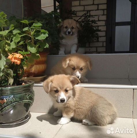 Вельш-корги пемброк, щенки