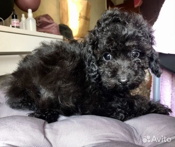 Карликовый пудель черная девочка