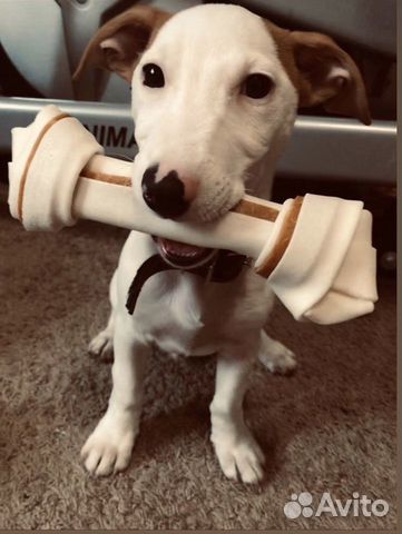 Вязка джек Рассел терьер