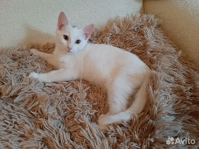 Белоснежная малышка в дар