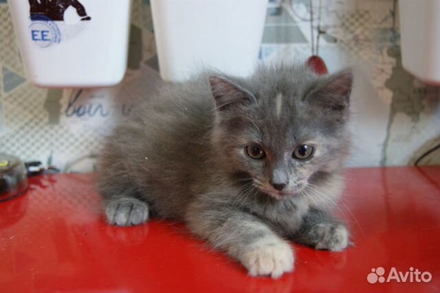 Пушистая голубая кошечка 2 месяца в дар