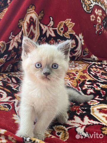 Котенок девочка. Шотландский блю поинт