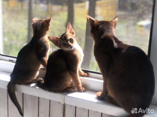 Абиссинские котята