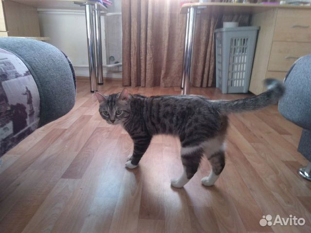 Котик в добрые руки