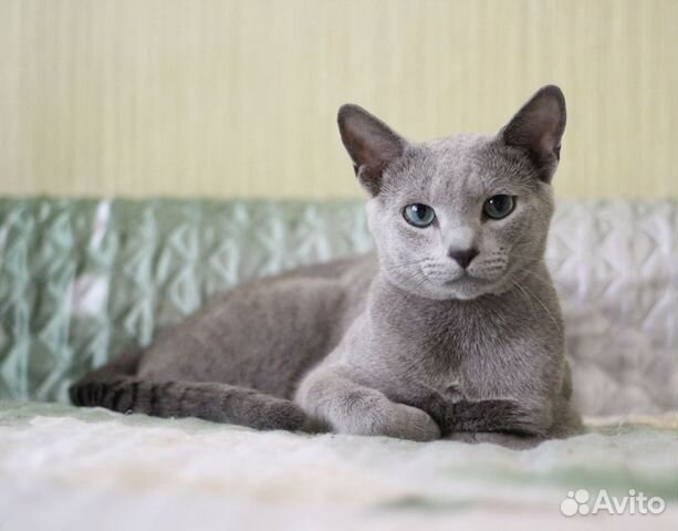 Кот, выведенный из разведения
