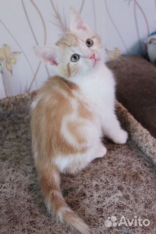 Малыш Кексик мраморный окрас