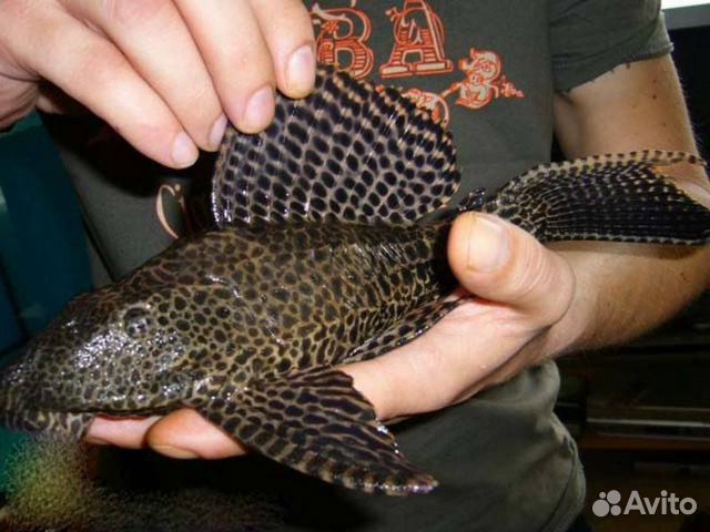 Самец птеригоплихта