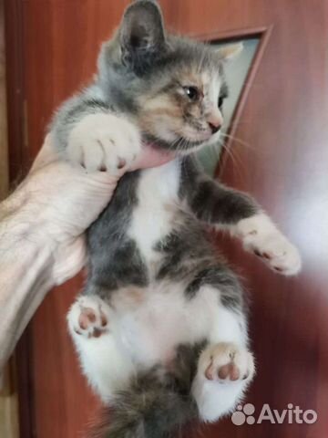 Котенок (девулька трехцветная)