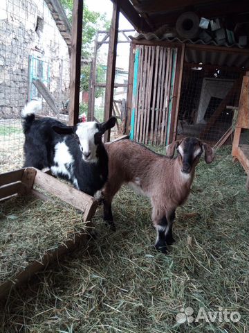 Козлята