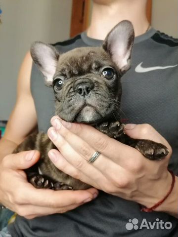 Голубогенные бульдожки