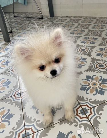 Шпиц мини мальчик